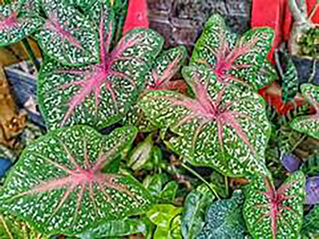 Caladium Festival 2025 – Lake Placid Garden Club