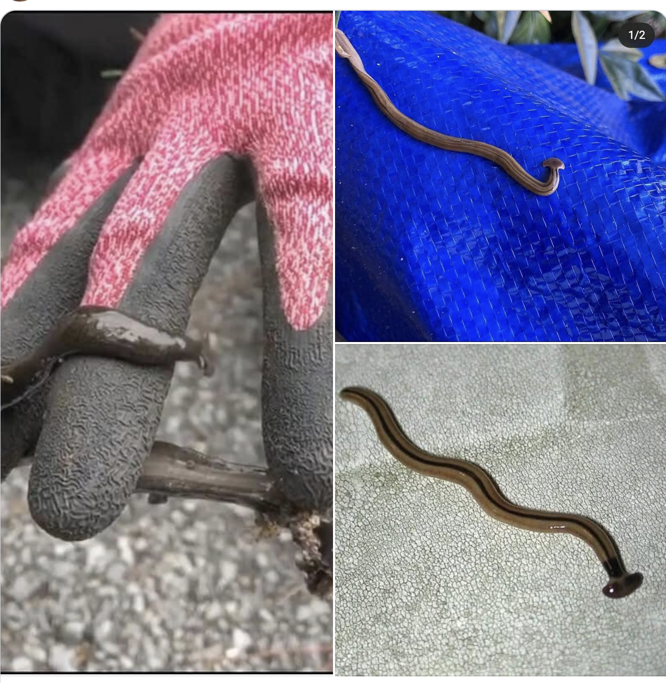 Invasive Hammerhead worm – Lake Placid Garden Club